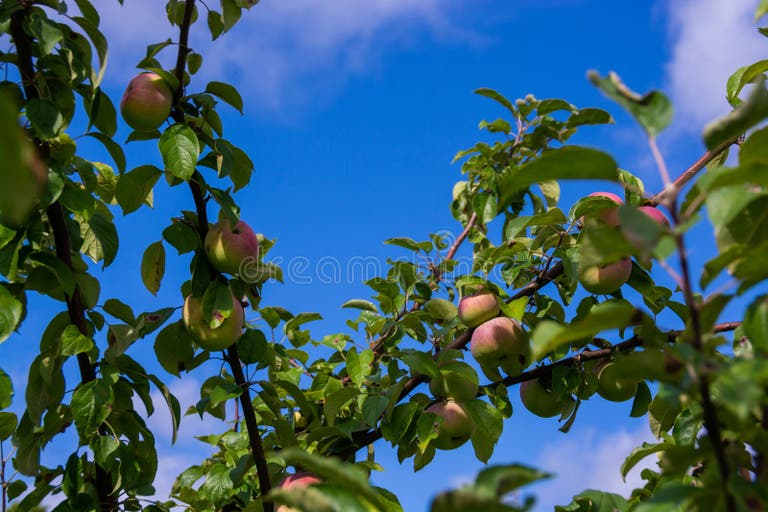 Mouth-watering Ripe Varietal Apples Ripened on the Garden Plot. Apples ...