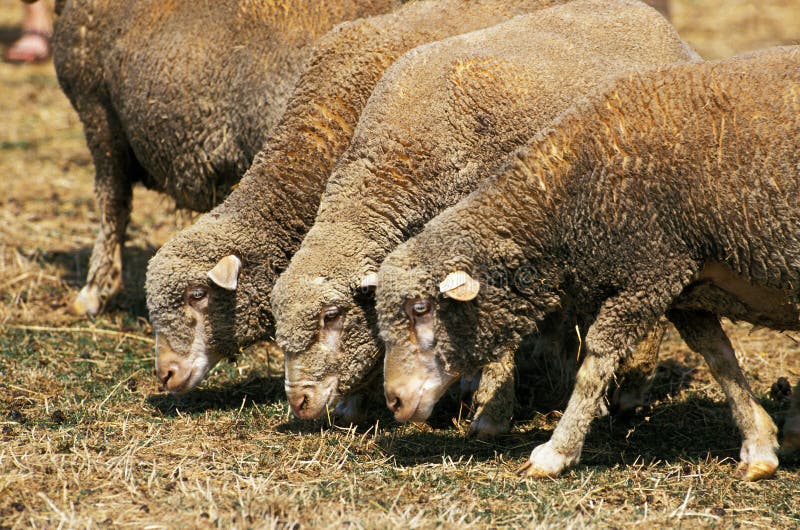MOUTON MERINOS stock image. Image of sheep, herbivore - 170752113