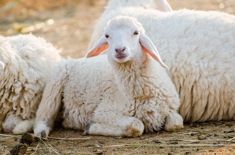 Moutons image stock. Image du jeune, oreilles, moutons - 38755323