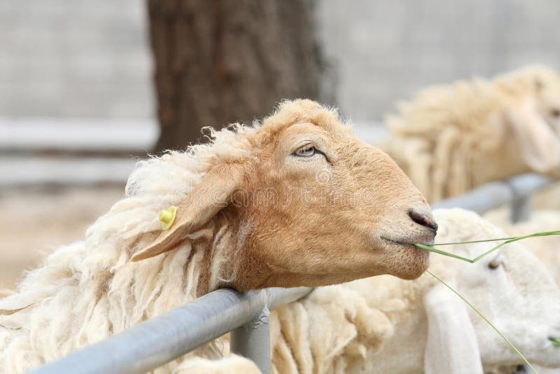 Un petit mouton photo stock. Image du mammifère, jeune - 53924314