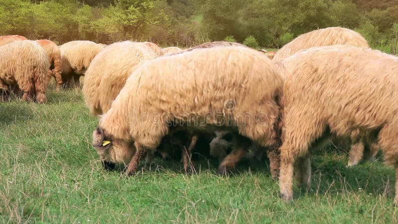 Moutons de accouplement clips vidéos. Video of venez - 75522867