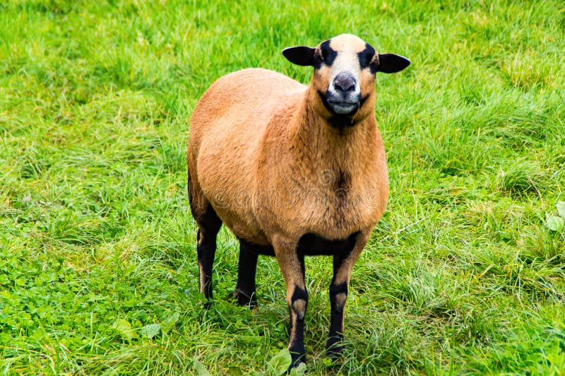 Moutons Du Cameroun Sur Les Gras Verts Photo stock - Image du ...