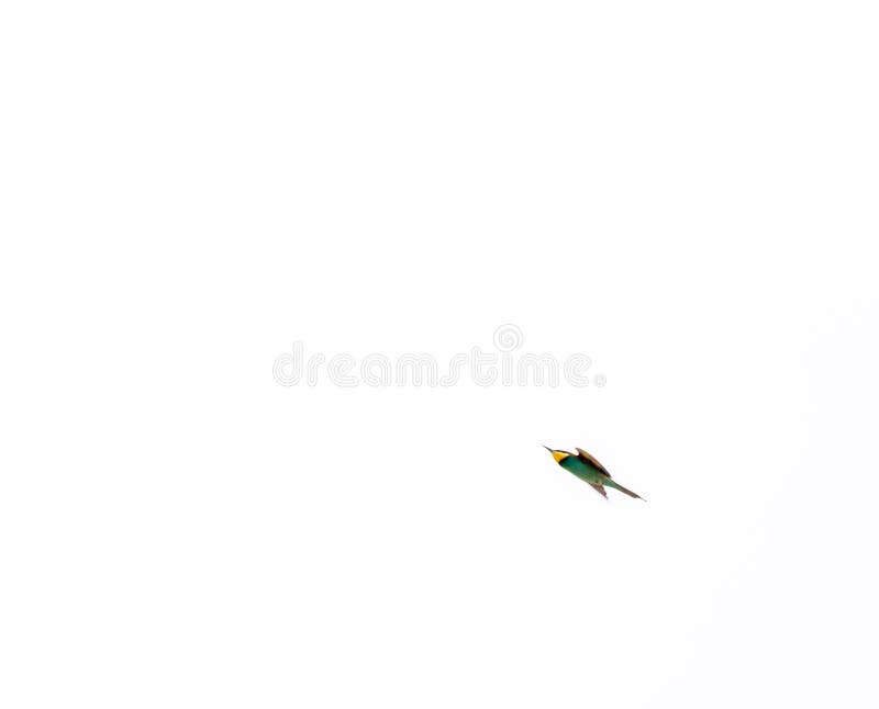 Colorful Bee-eater Flying Fast Upwards Stock Photo - Image of rise ...