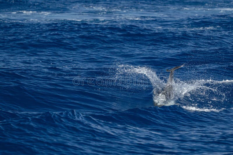 Move Effect on Dolphin while Jumping in the Deep Blue Sea Stock Photo ...