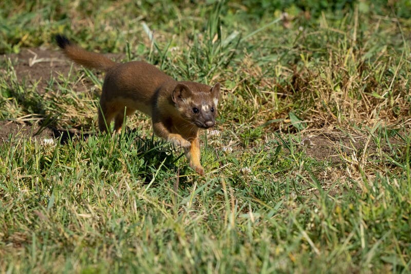 Weasel Races Stock Photos - Free & Royalty-Free Stock Photos from ...