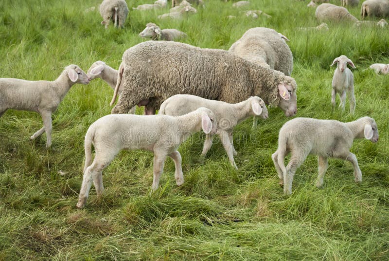 On the Move stock image. Image of field, animals, mammal - 41275903