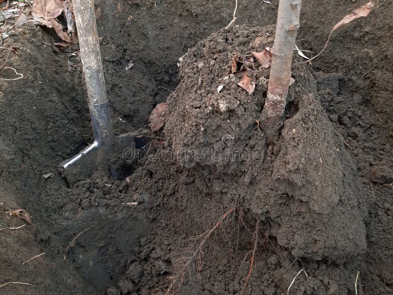 Move Tree To Another Place, Digging Around it Stock Image - Image of ...