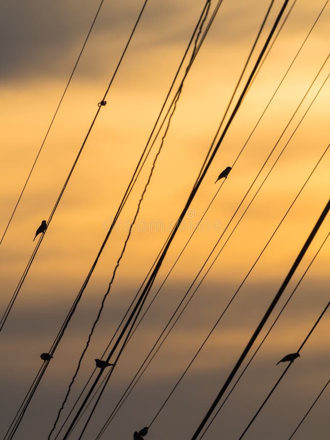 Movement of Birds stock image. Image of perched, landscape - 96555035