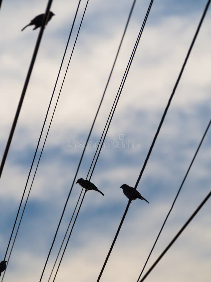 BIRDS MOVEMENT stock photo. Image of birds, color, birdsmovements ...