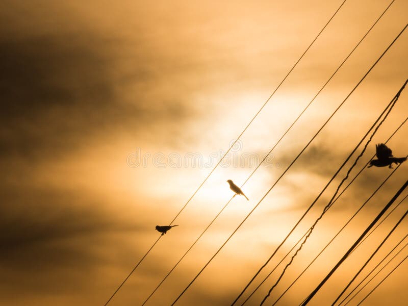 Movement of Birds stock image. Image of color, pattern - 96555235