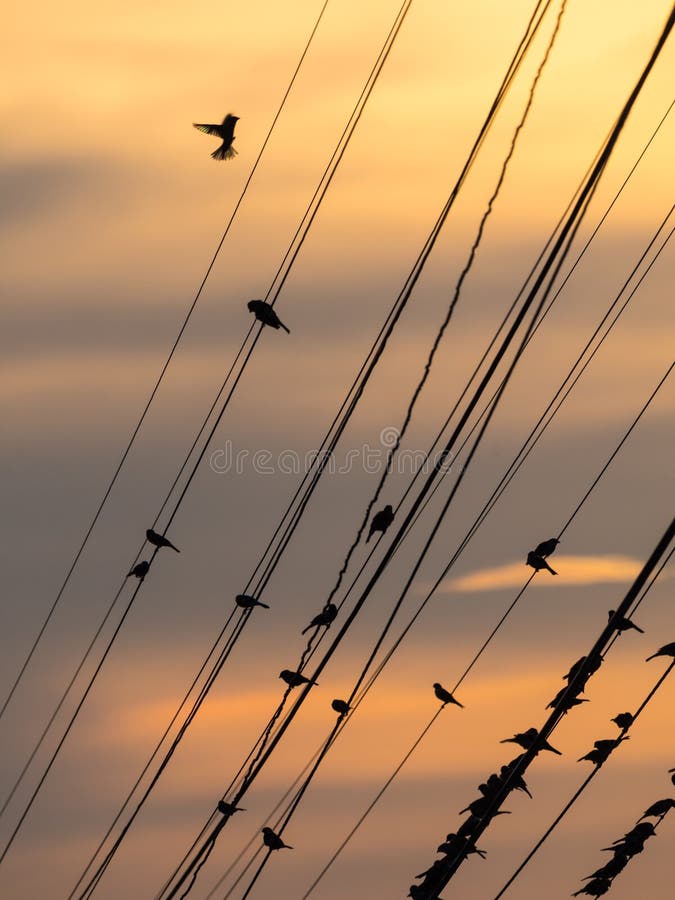 Movement of Birds stock image. Image of perched, grey - 96555285