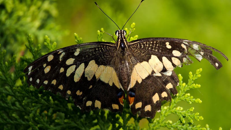 Movement of Butterfly stock photo. Image of asia, floral - 76870558