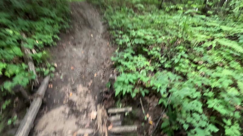 Movement Camera Forest Path, Rapid Movement of the Camera Along a ...