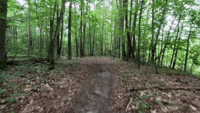 Movement Camera Forest Path, Rapid Movement of the Camera Along a ...