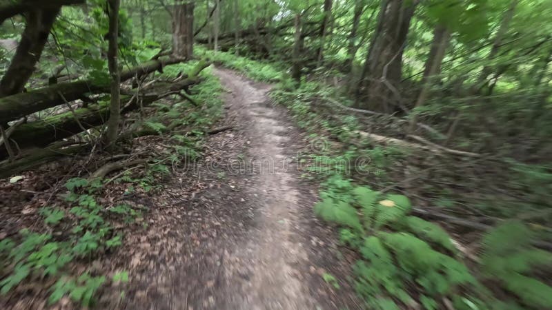 Movement Camera Forest Path, Rapid Movement of the Camera Along a ...