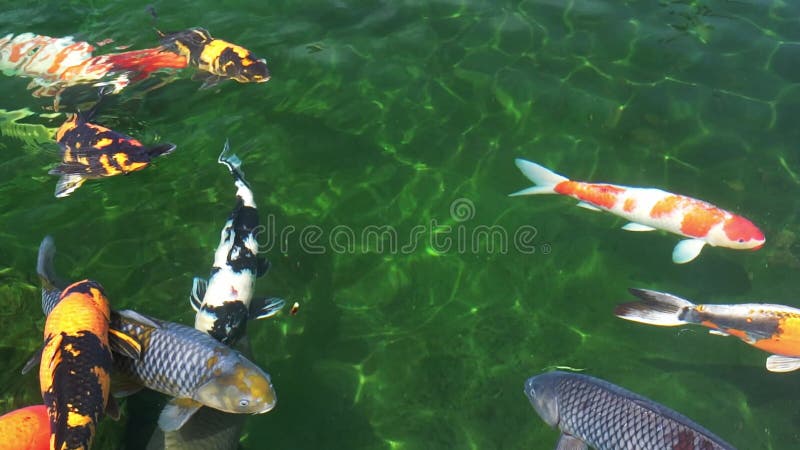 Movement Group of Colorful Koi Fish in Clear Water Stock Video - Video ... Movement Group of Colorful Koi Fish in Clear Water Stock Video - Video ...