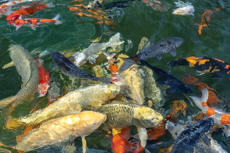 Movement Group of Colorful Koi Fish in Clear Water Stock Image - Image ... Movement Group of Colorful Koi Fish in Clear Water Stock Image - Image ...
