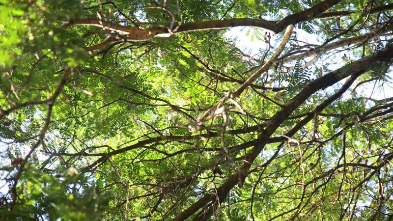 Tamarind and Leaf on the Tree Stock Video - Video of exotic, beautiful ...