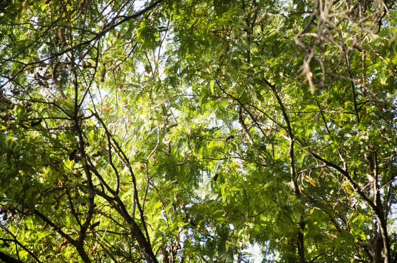 Movement of Leaf on Branch of Tamarind Tree Stock Photo - Image of ...