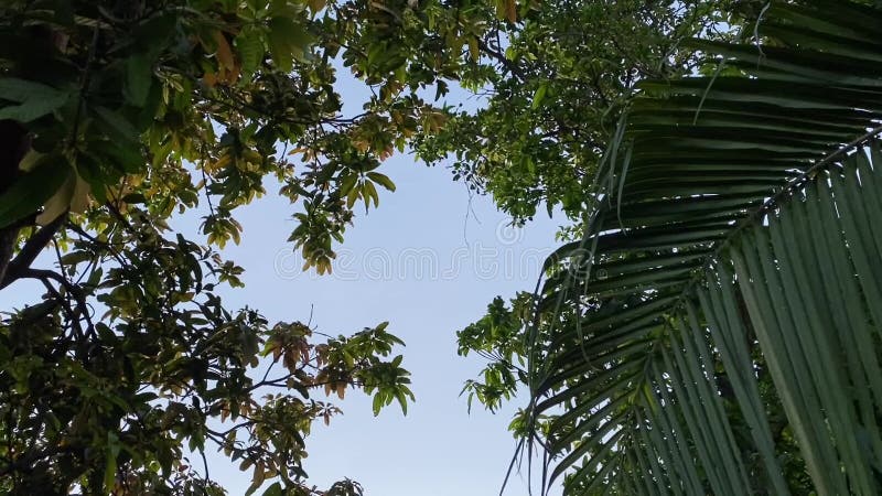 Natural Frame Border Made from Mango Tree Leaves and Coconut Leaf ...