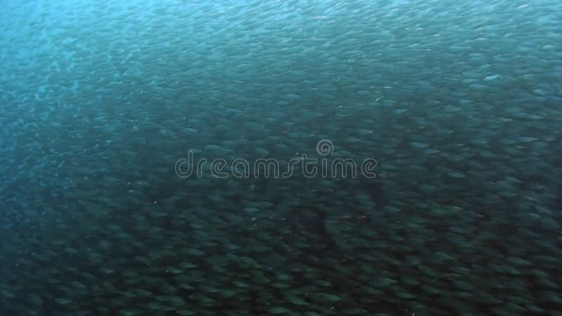 Movement of One School of Fish Forms Shape Underwater. Stock Video ...