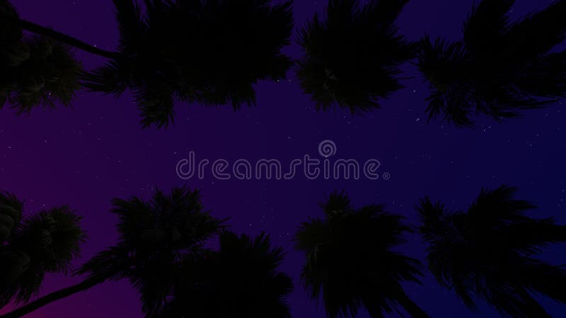 Movement through Palm Alley Bottom View of Coconut Palm Trees at Night ...