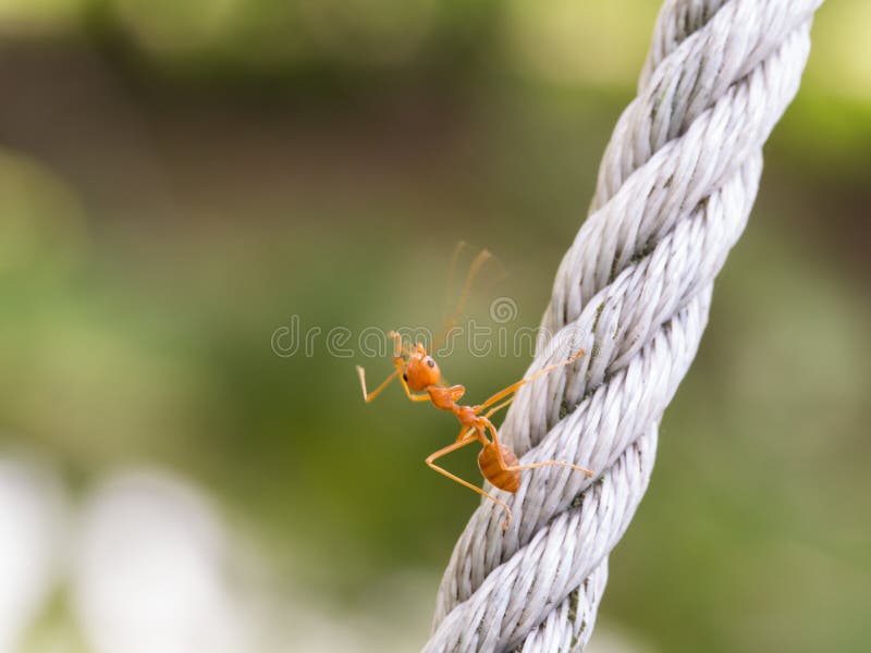Movement of Red Ant stock photo. Image of arthropod, leaf - 79735170