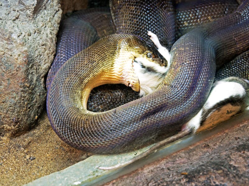 Movement Scene of Macklot`s Python Attack Prey Stock Photo - Image of ...