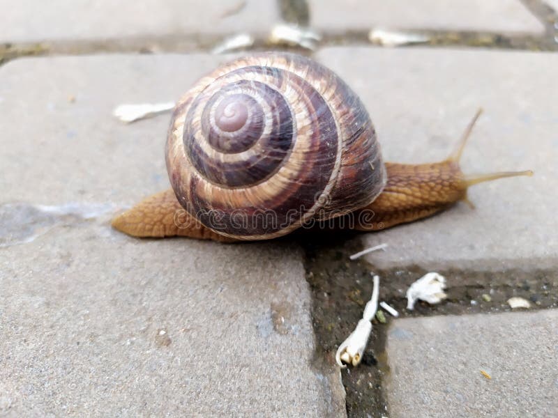 Movement snail. Animal stock image. Image of amphibian - 188866541