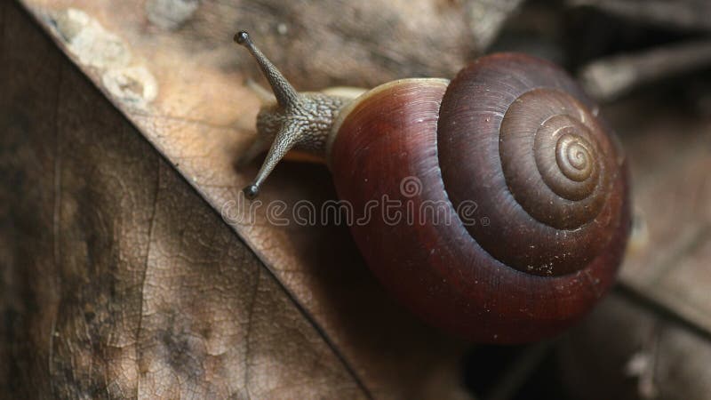 Quantula Stock Photos - Free & Royalty-Free Stock Photos from Dreamstime