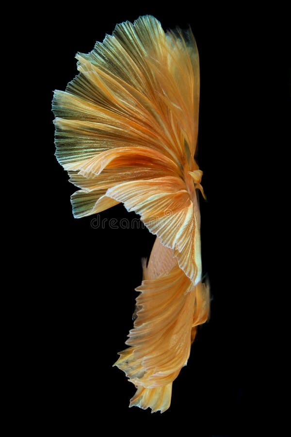Movement the Tail of Gold Siamese Fighting Fish Isolated on Bla Stock ...