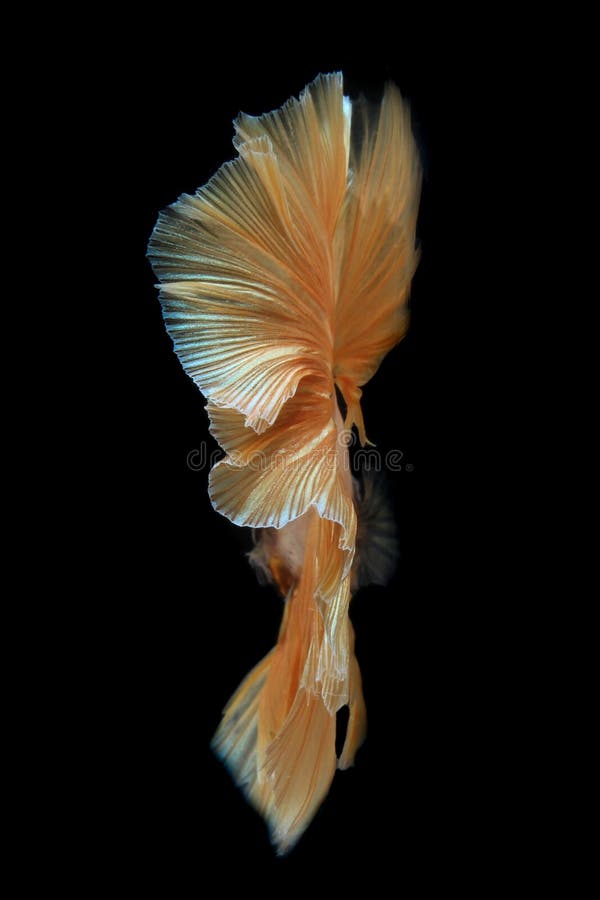 Movement the Tail of Gold Siamese Fighting Fish Isolated on Bla Stock ...