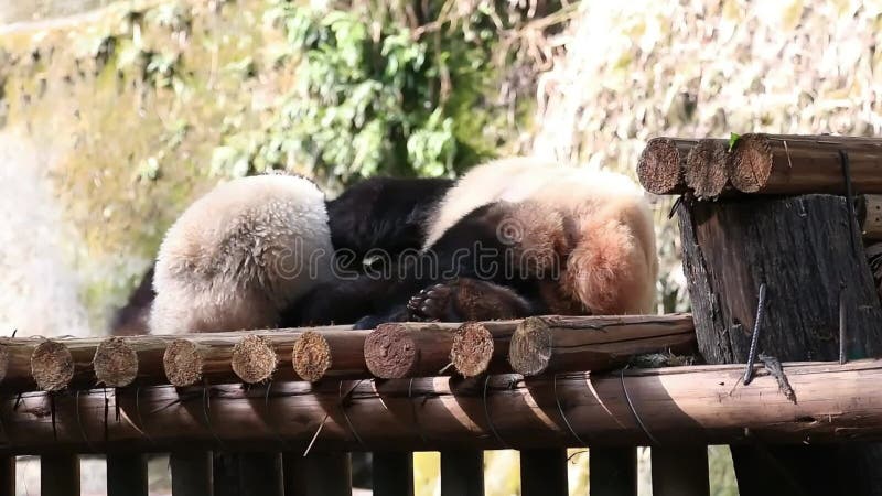 A movement of two Pandas stock video. Video of bamboo - 375006379