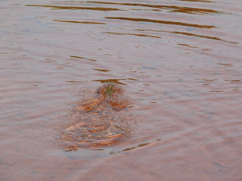 Movement of Water and Droplets Inside a Pond Stock Photo - Image of ...