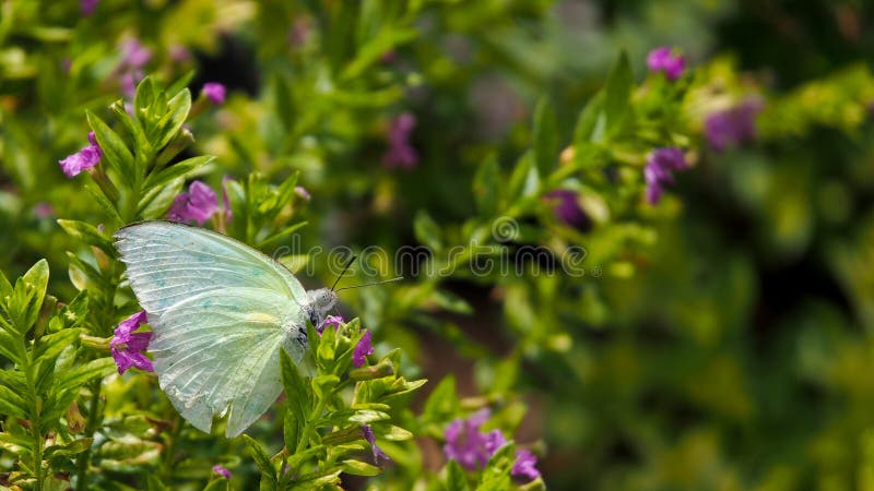 Movement of White Butterfly Stock Photo - Image of nature, green: 76870600