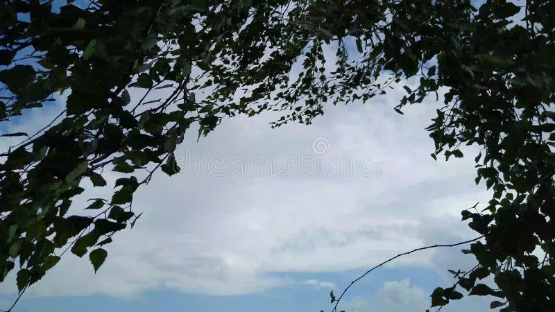 Movements of Leaves and Branches of a Birch Tree in the Wind Stock ...