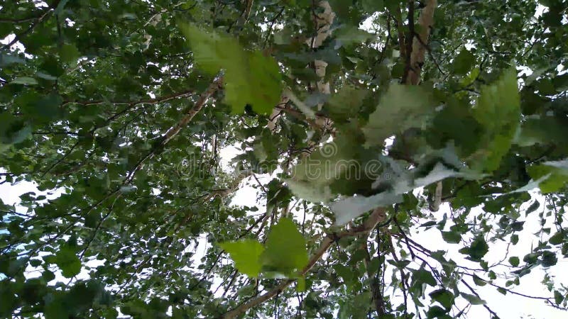 Movements of Leaves and Branches of a Birch Tree in the Wind Stock ...