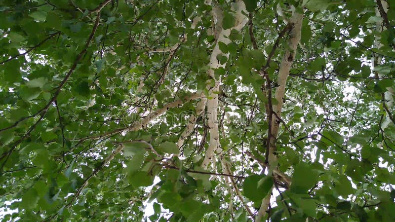 Movements of Leaves and Branches of a Birch Tree in the Wind Stock ...