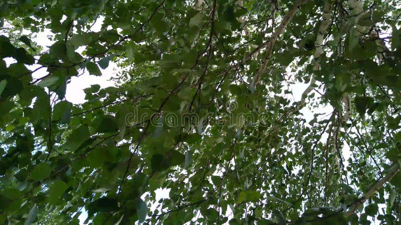 Movements of Leaves and Branches of a Birch Tree in the Wind Stock ...