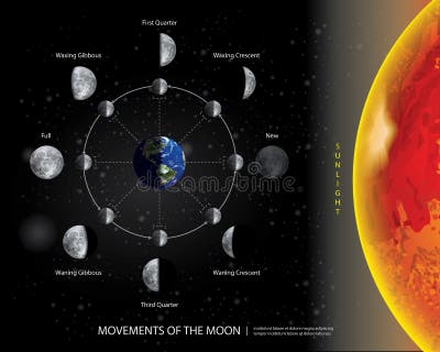 Movements of the Moon 8 Lunar Phases Realistic Stock Vector ...
