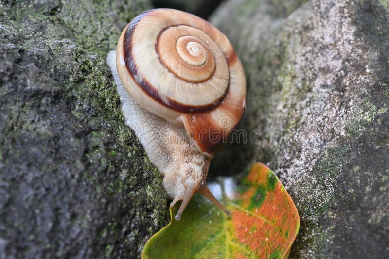 Movimiento de caracol. imagen de archivo. Imagen de mudanza - 340270929