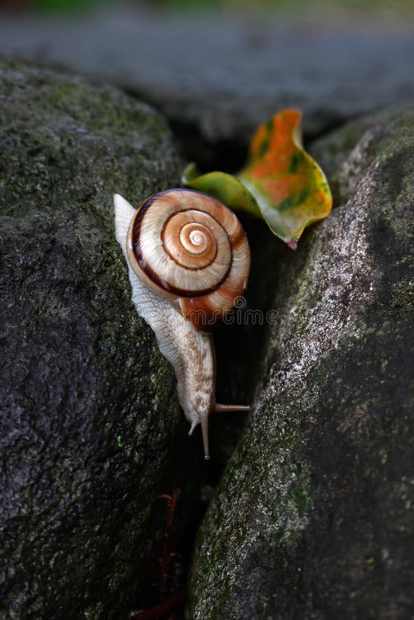 Movimiento de caracol. imagen de archivo. Imagen de espiral - 340270975