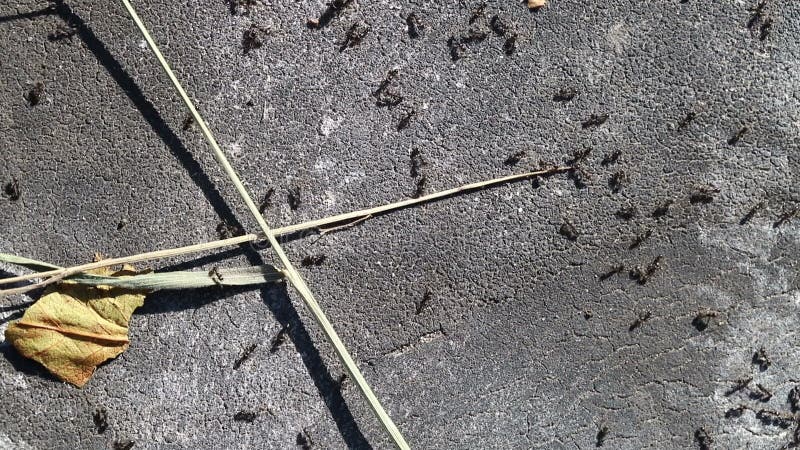 Moving ants close-up stock footage. Video of natural - 157756052