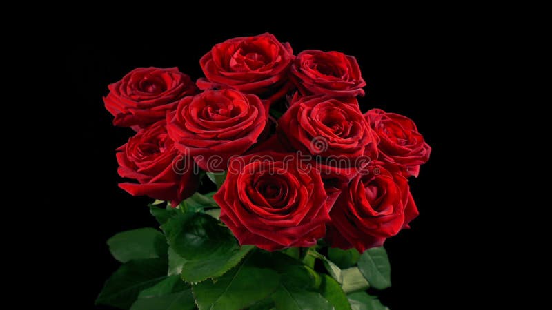 Red Roses in Vase Moving Shot Stock Video - Video of isolated, bunches ...