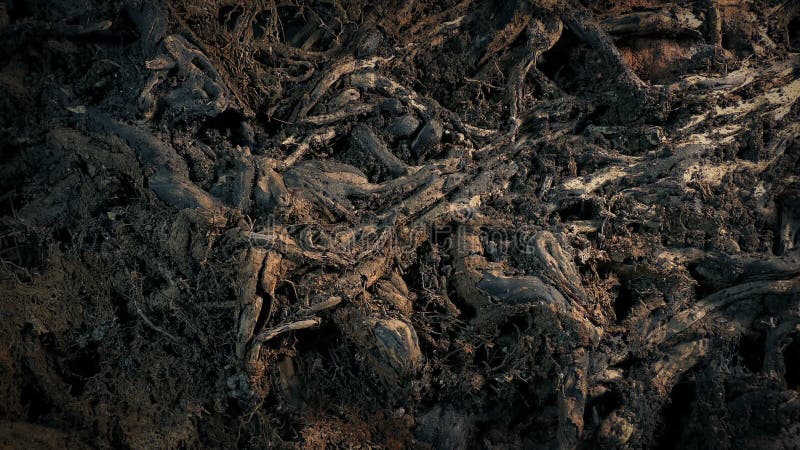 Mass of Tree Roots Rotating Shot Stock Footage - Video of texture ...