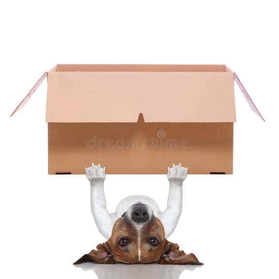 Moving box dog stock photo. Image of animal, friendship - 35004706