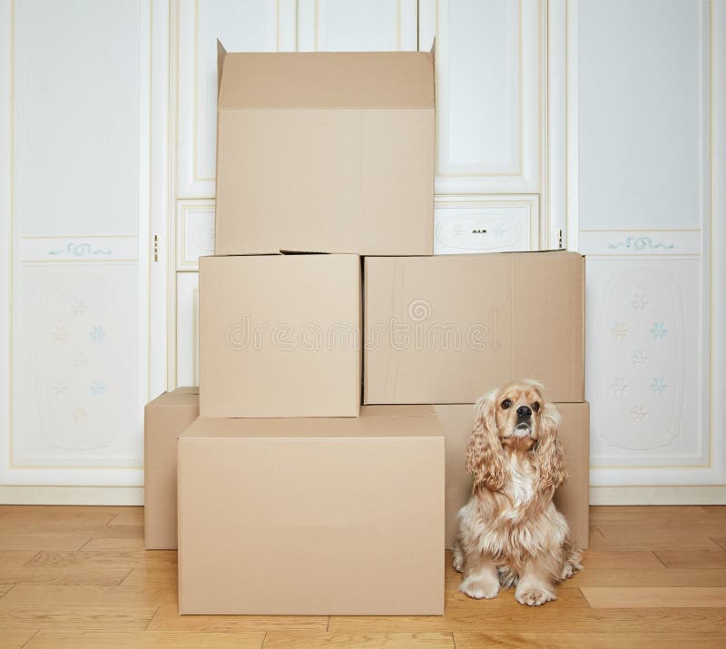 Moving Boxes. Cardboard Box Stock Photo - Image of moving, kitchen ...