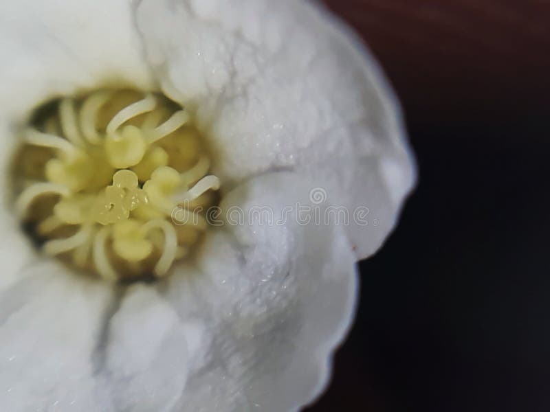 A Magnified Mayflower stock image. Image of nature, tree - 120355859