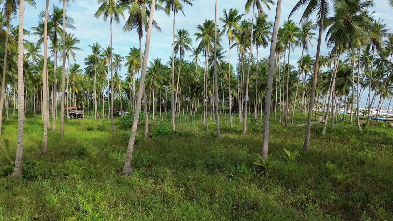 Moving between Coconut Palm Trees Stock Video - Video of tropics ...