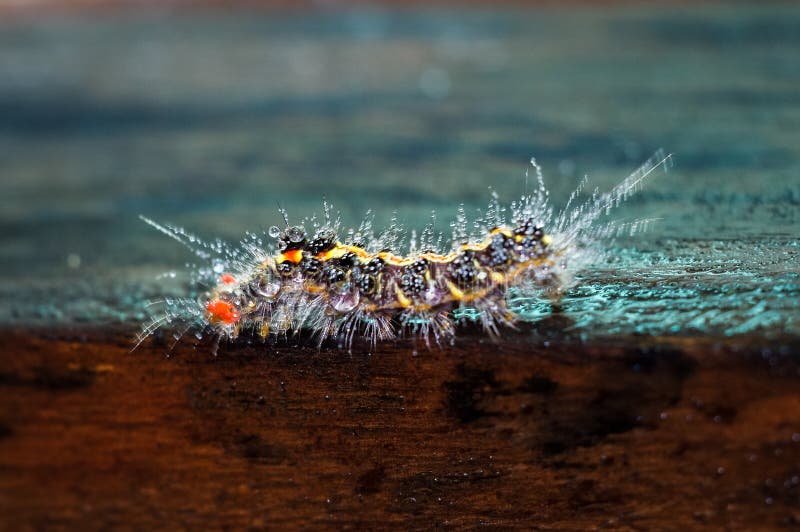 Moving Colorful Worm on the Old Wooden Table with Brilliant Back Stock ...